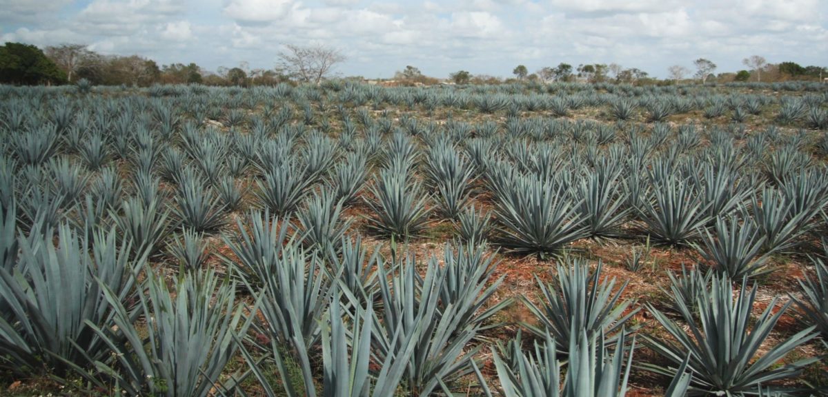 El cocuy de penca: patrimonio natural, ancestral y cultural de ...