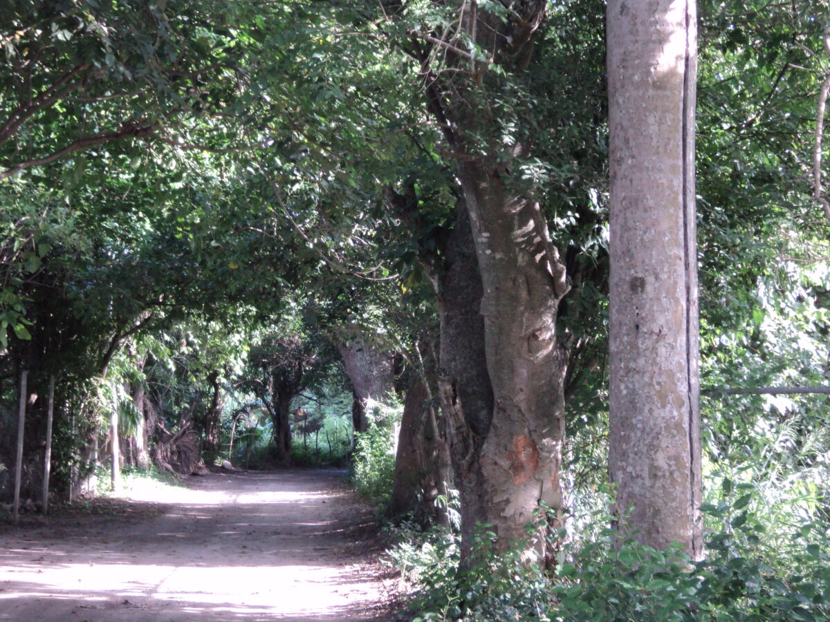 EL Jabillo converge entre la historia y la leyenda de Palavecino ...